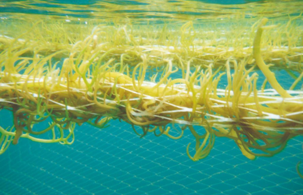 Cultivo de macroalgas em Santa Catarina; veja – TVBV ONLINE